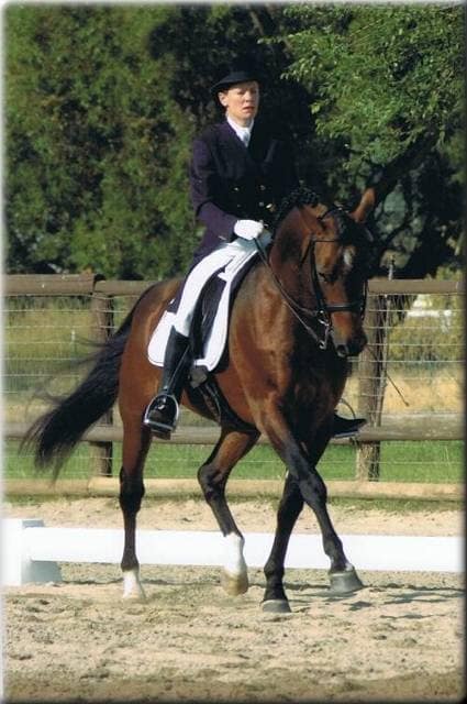 Iron Forge Starman - Moana Morgans Stallion