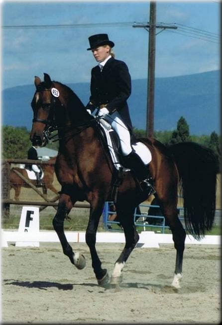 Iron Forge Starman - Moana Morgans Stallion