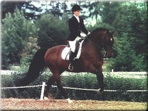 Iron Forge Starman - Moana Morgans Stallion