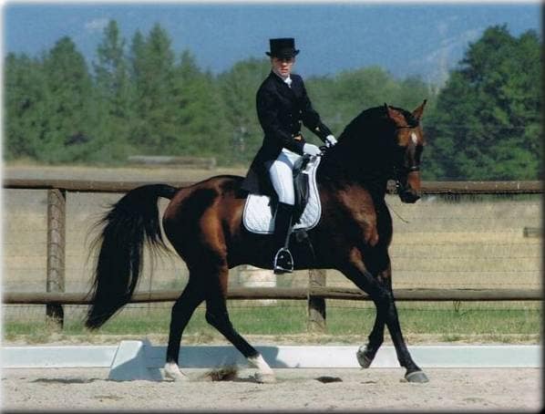 Iron Forge Starman - Moana Morgans Stallion